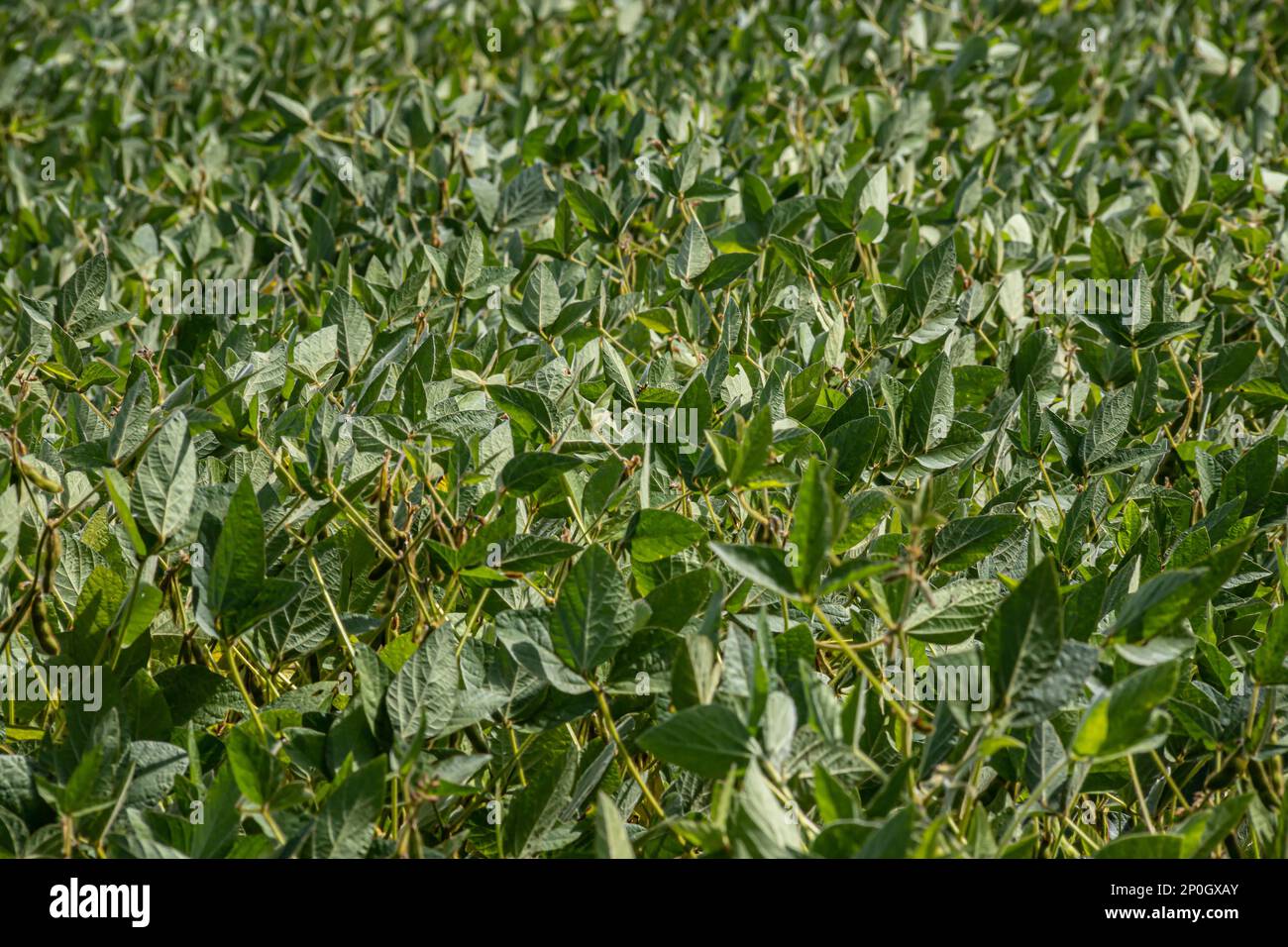 Soybean pods on soybean plantation, on blue sky background, close up ...