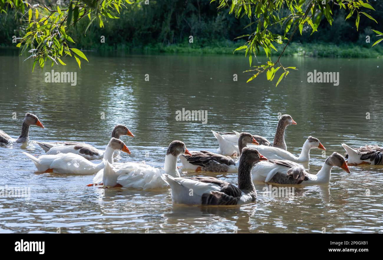 group of domestic white farm geese swim and splash water drops in dirty ...