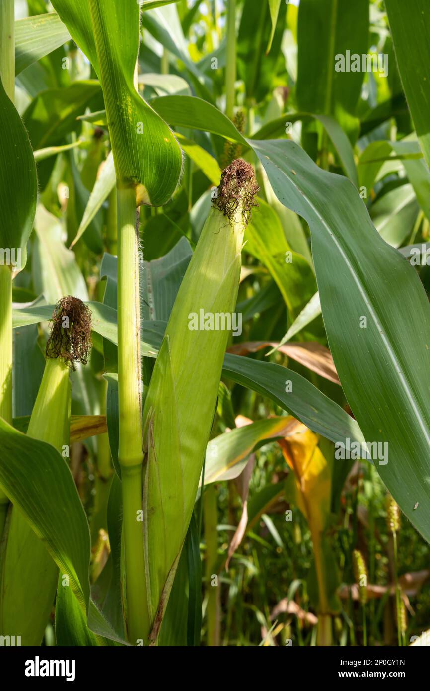 Sweetcorn field hi-res stock photography and images - Alamy