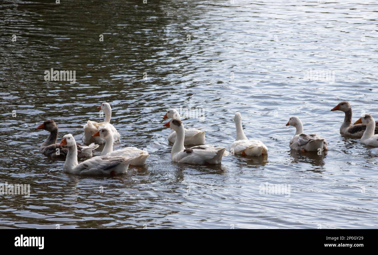 Gray geese swimming in the water. Domestic Geese Swimming in pond Stock ...