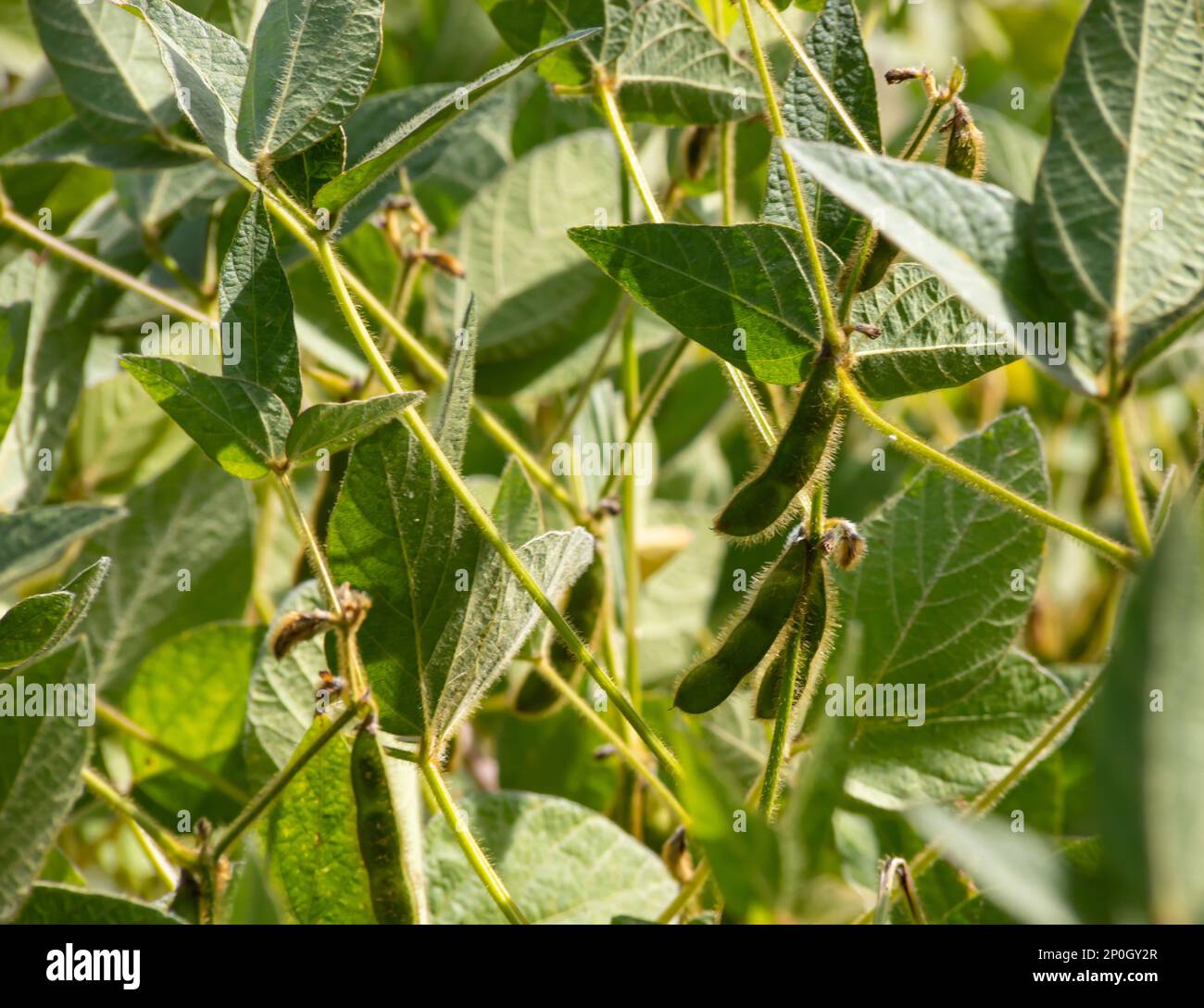 Soybean pods on soybean plantation, on blue sky background, close up ...