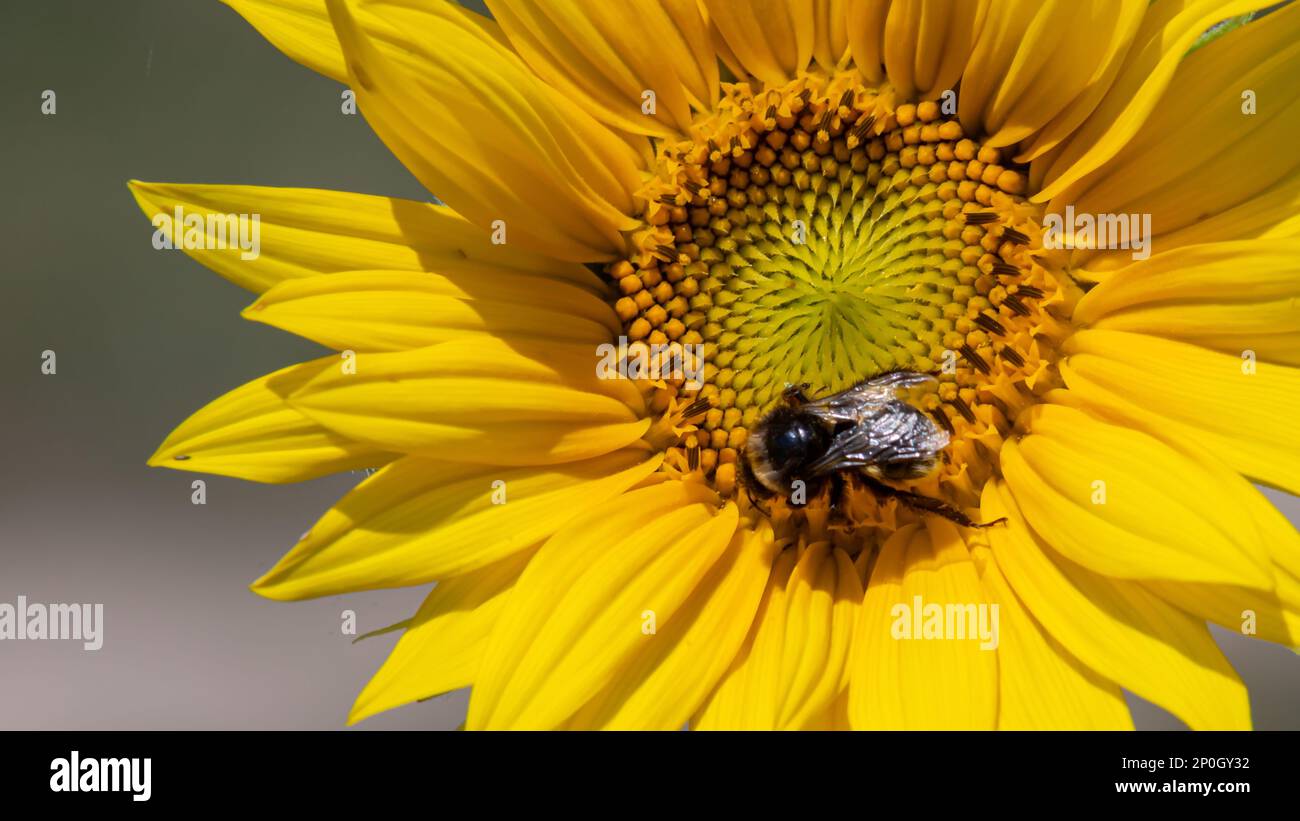 Black and yellow striped bee, honey bee, pollinating sunflowers close ...