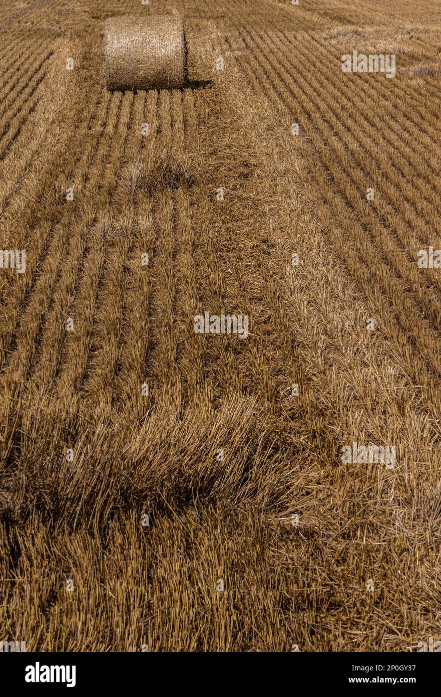 Stacks of straw - bales of hay, rolled into stacks left after ...