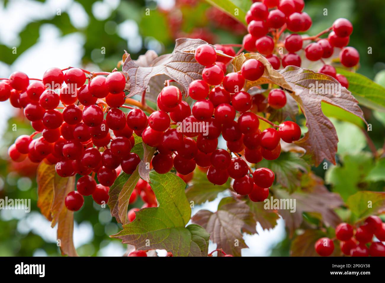 Autumn branch viburnum during the rain, falling drops. Ripe juicy red ...