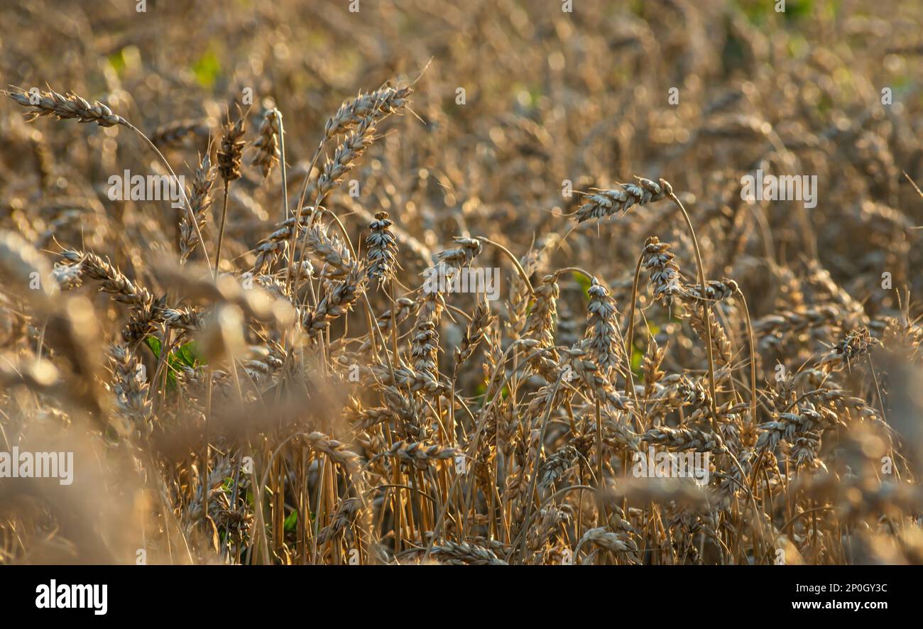 Beautiful field golden spikelets in hi-res stock photography and images ...