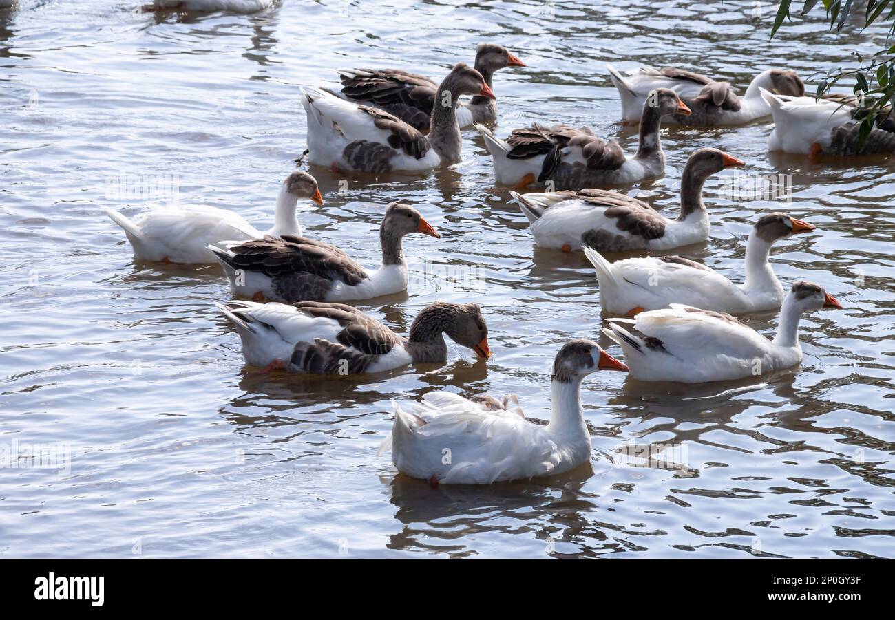 Gray geese in water hi-res stock photography and images - Alamy