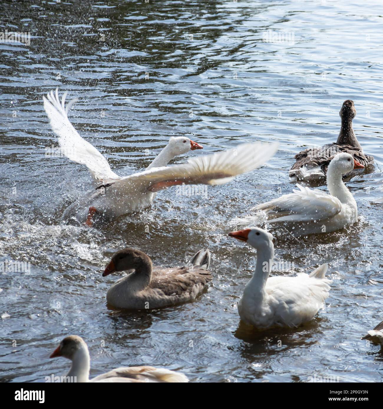 group of domestic white farm geese swim and splash water drops in dirty ...