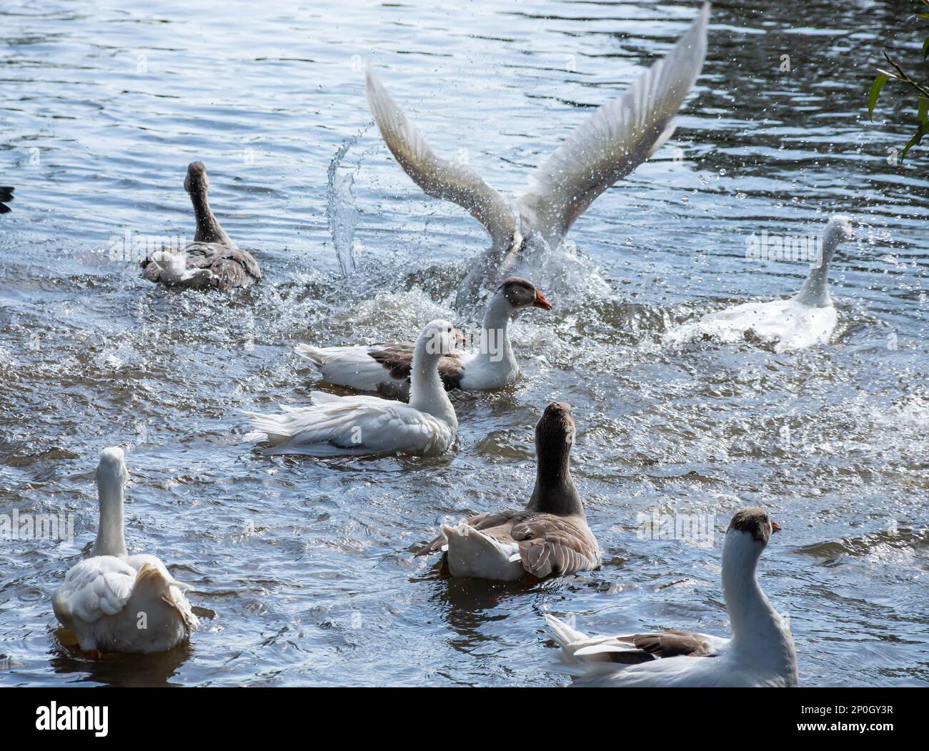 group of domestic white farm geese swim and splash water drops in dirty ...