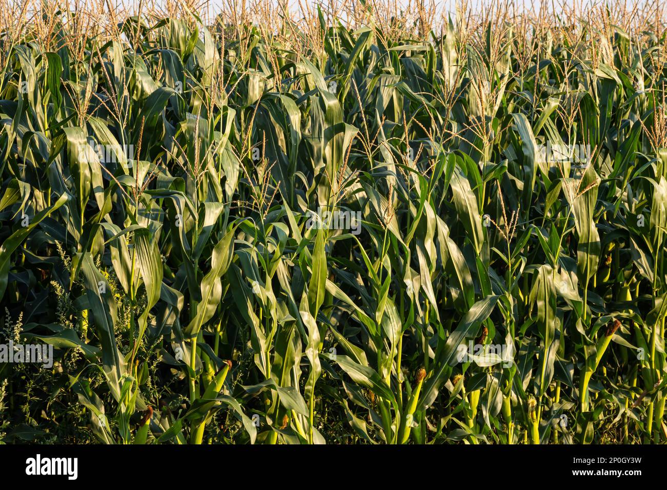 corn field have flowers crane view sun light Stock Photo - Alamy