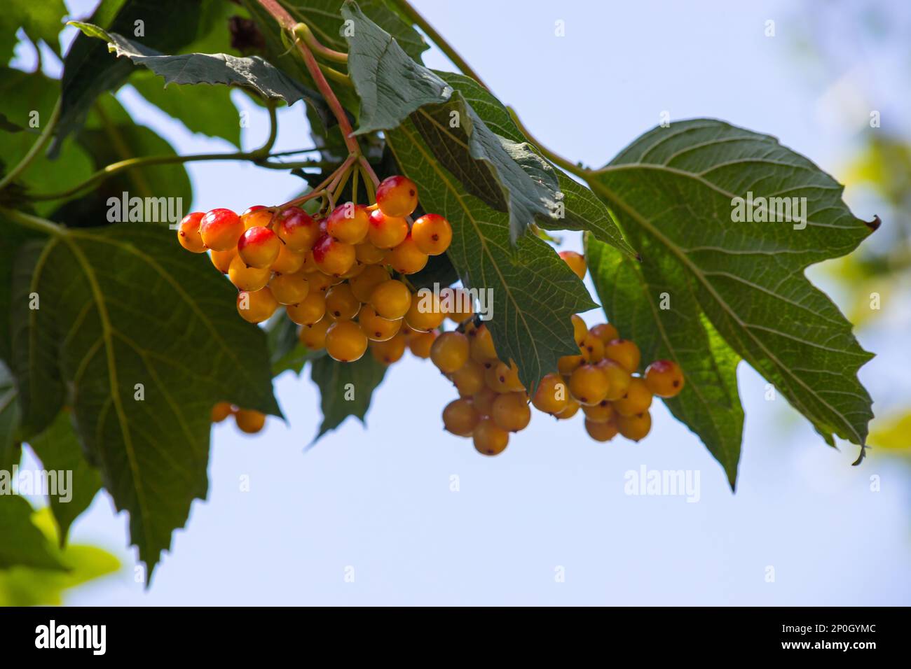 Autumn branch viburnum during the rain, falling drops. Ripe juicy red ...