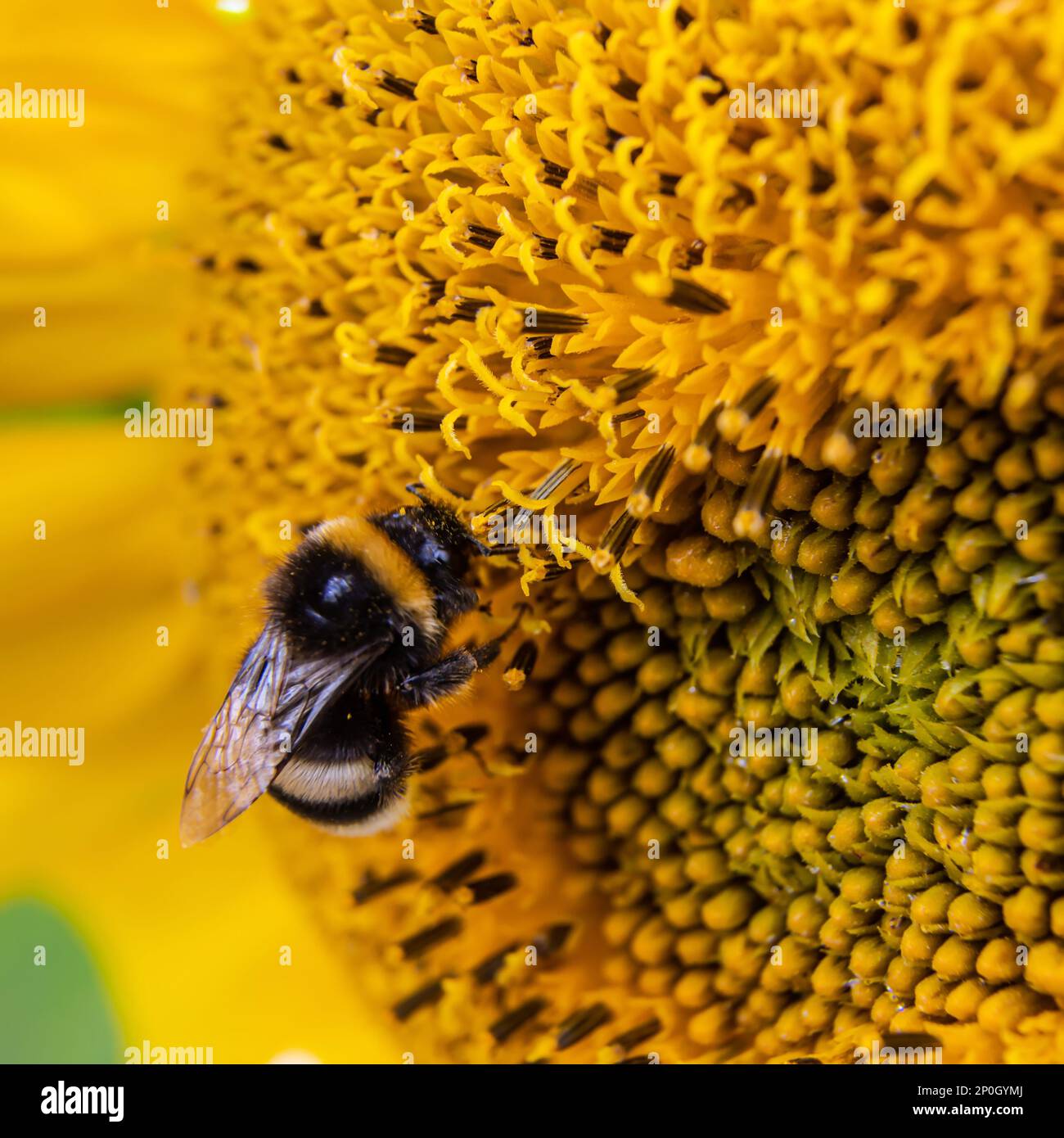 Black and yellow striped bee, honey bee, pollinating sunflowers close ...