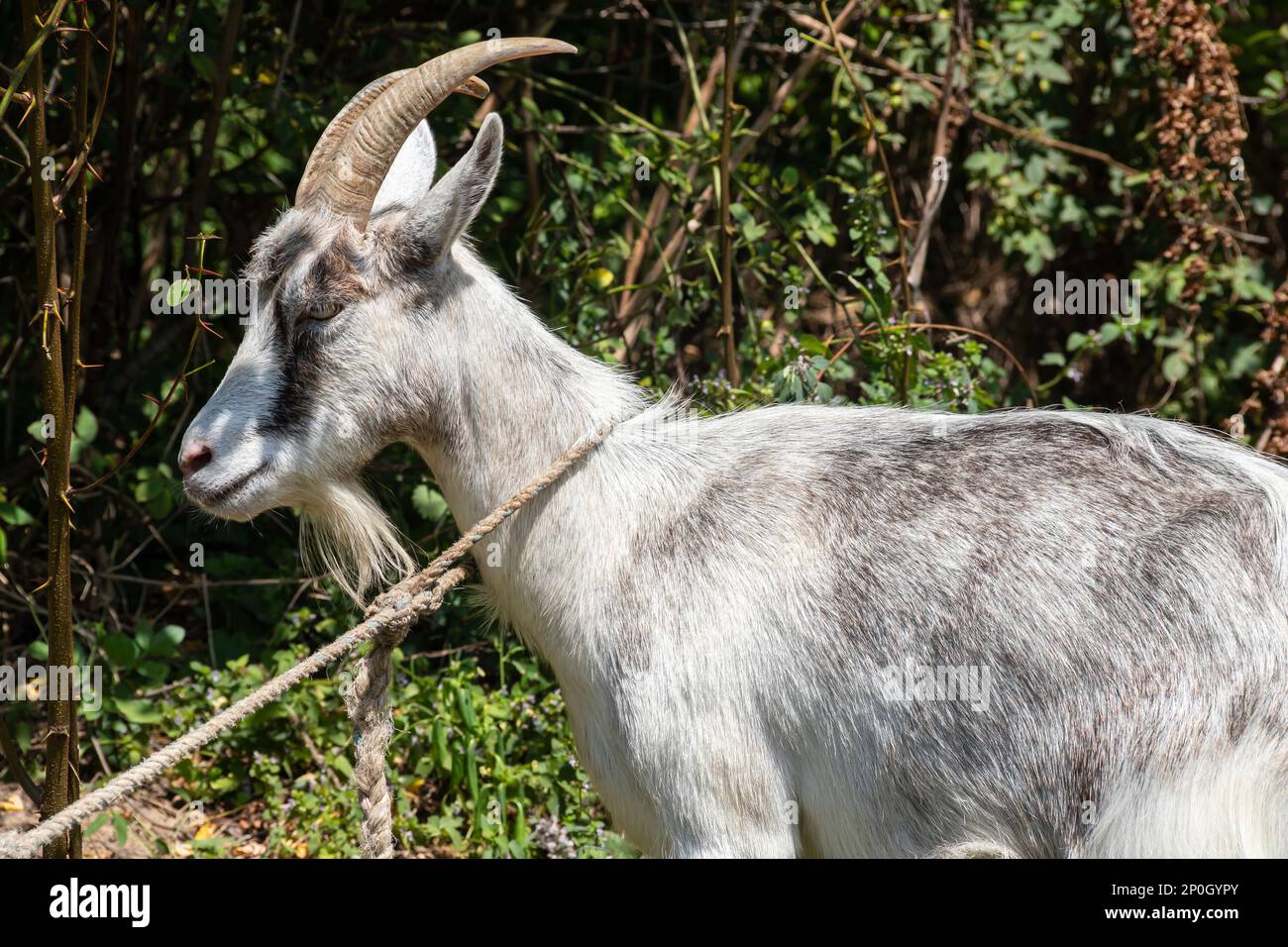 Grey goat pasture sunny hi-res stock photography and images - Alamy