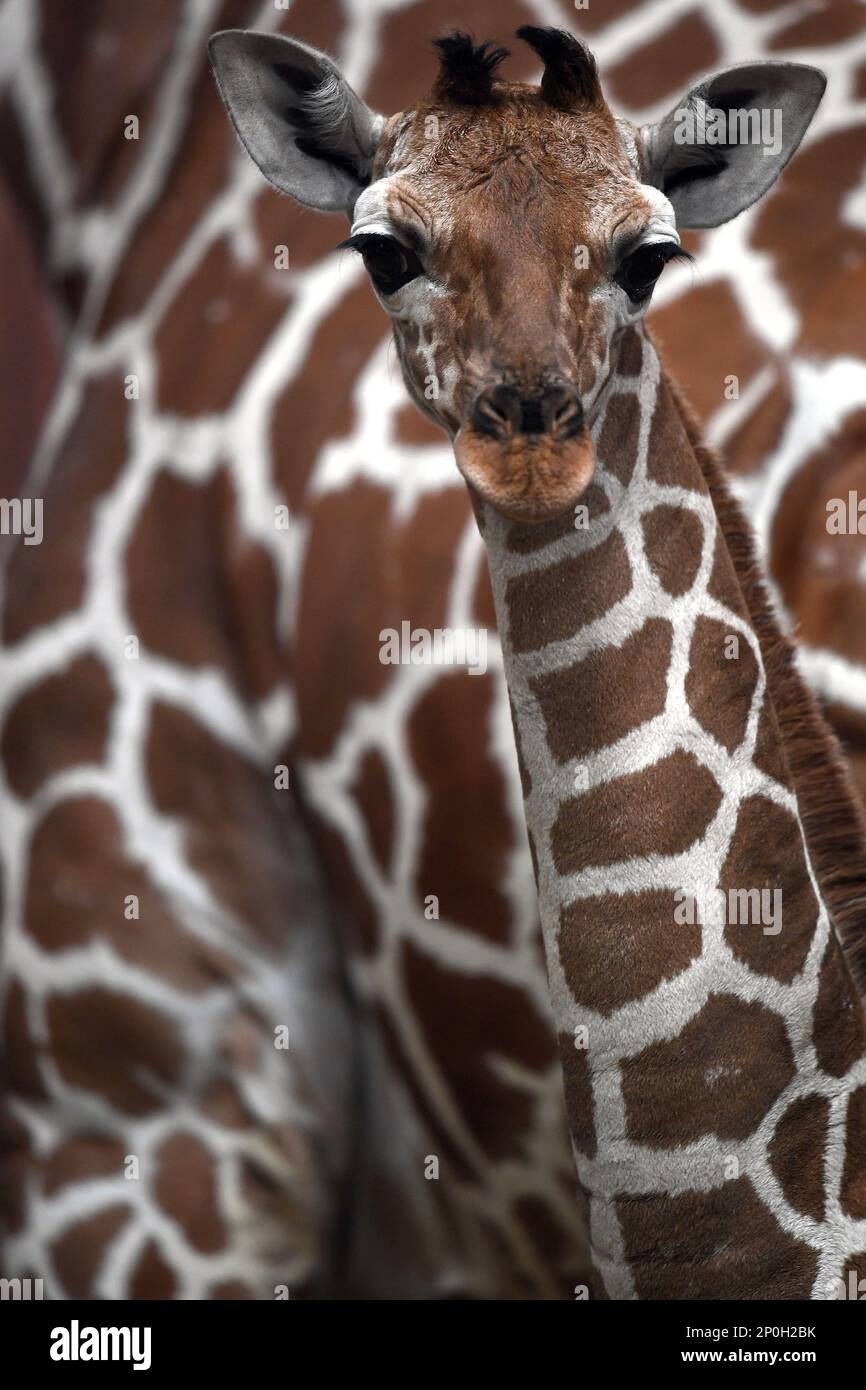 Somali giraffe female calf, "Sala", stands in front of its mother Koobi ...