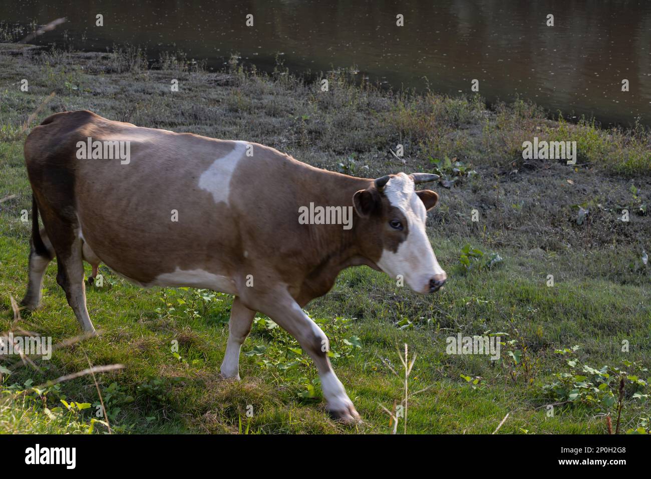 Cows grazing peacefully on the river bank. The concept of agricultural ...