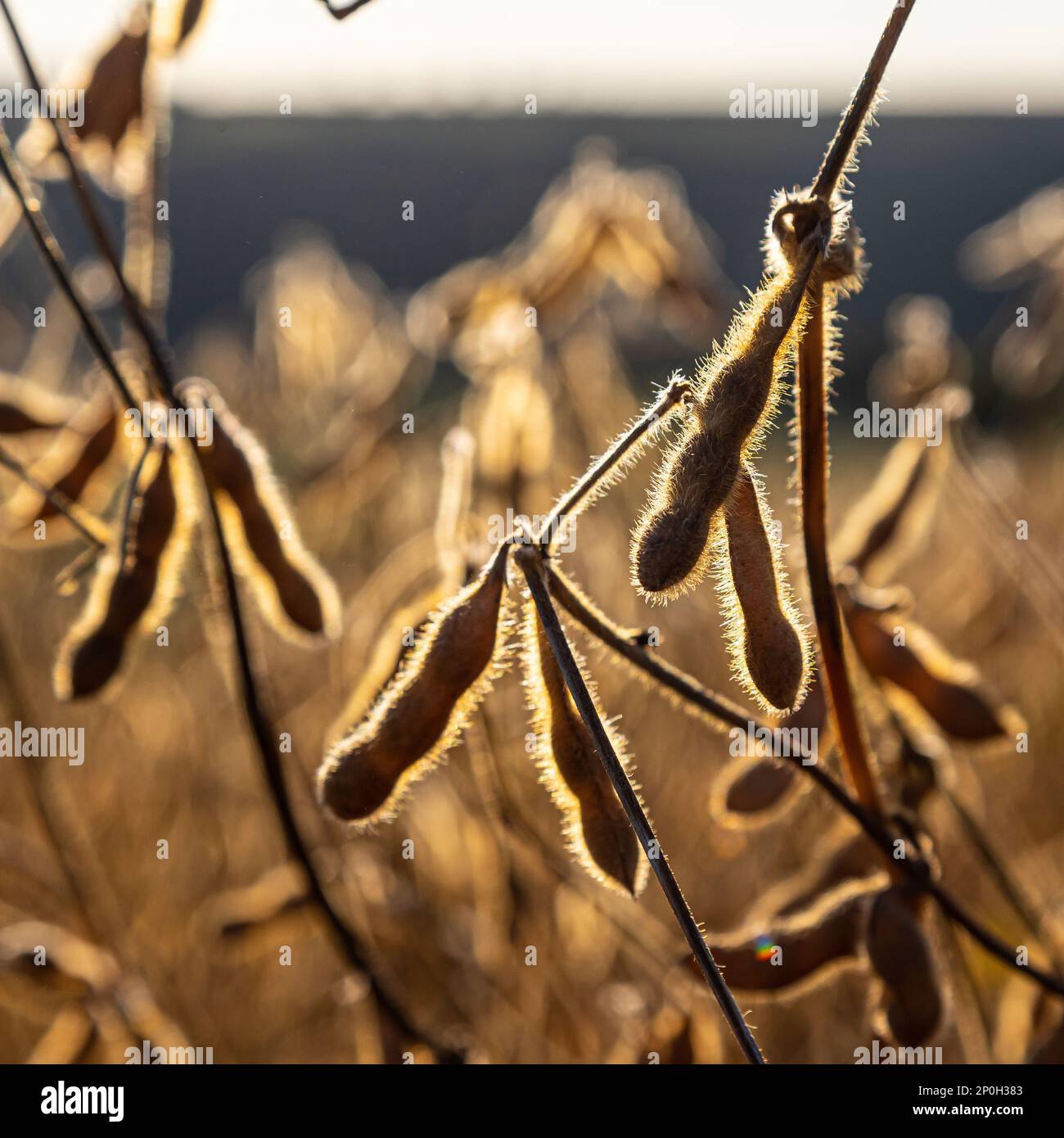 Soybeans pod macro. Harvest of soy beans - agriculture legumes plant ...