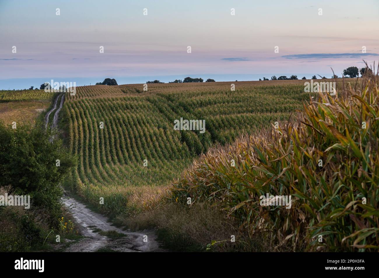 View along corn field hi-res stock photography and images - Alamy