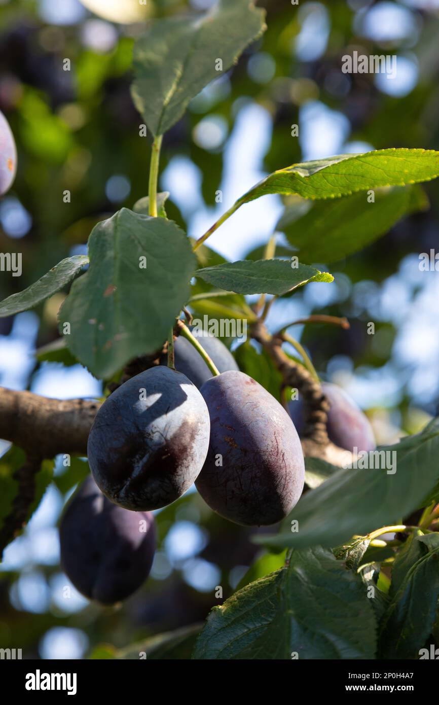 Juicy fruits hi-res stock photography and images - Alamy