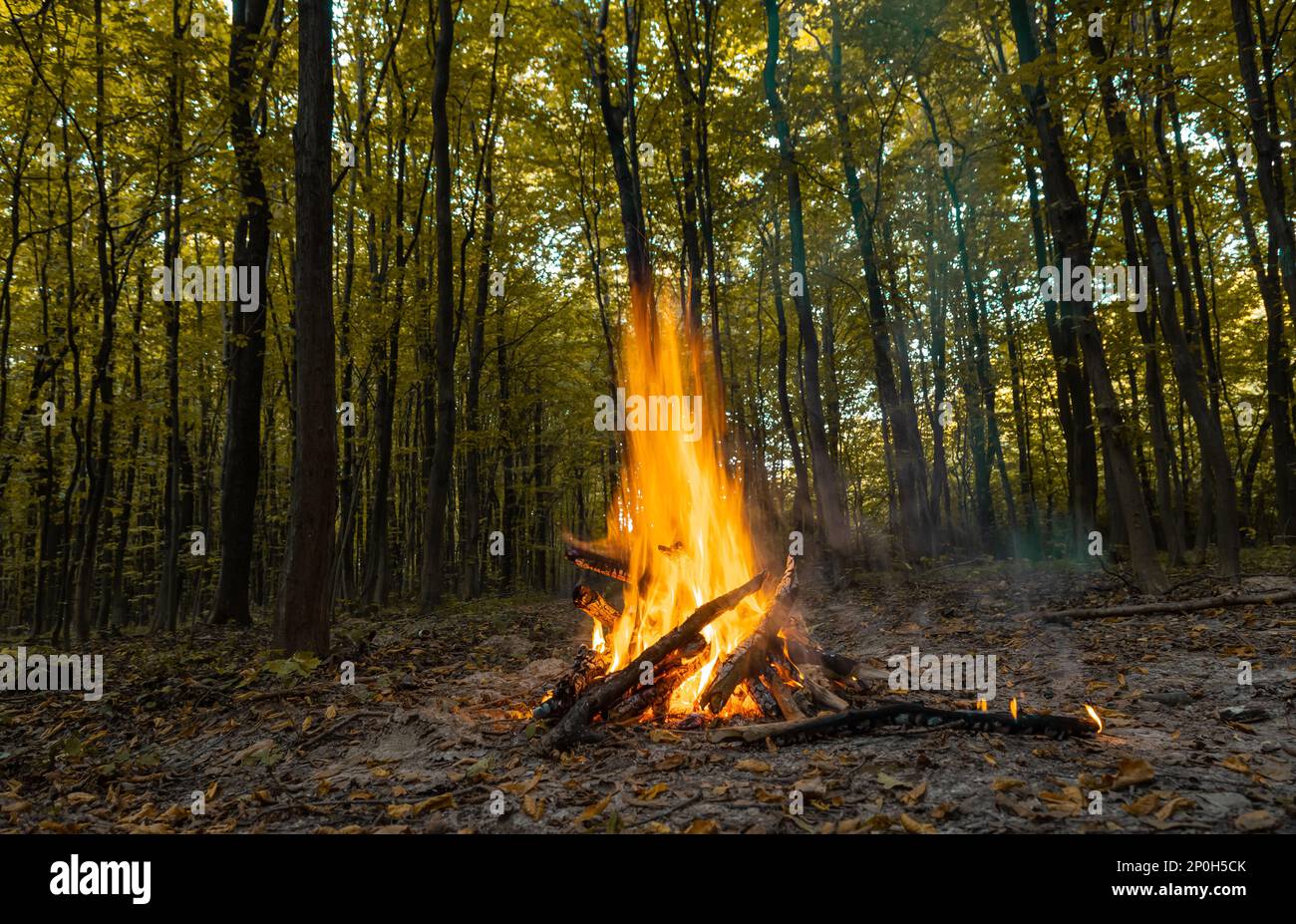 Burning fire. The bonfire burns in the forest. Texture of burning fire ...