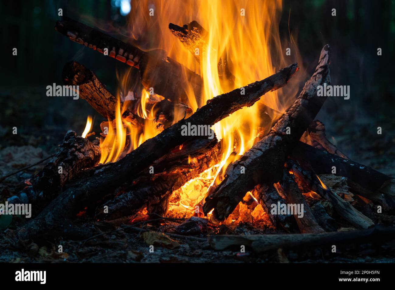 Burning fire. The bonfire burns in the forest. Texture of burning fire ...