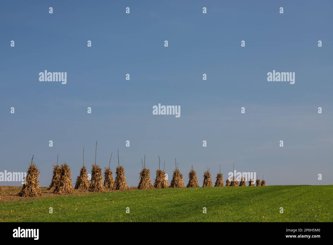 Dry corn stalks golden sheaves in empty grassy field after harvest ...