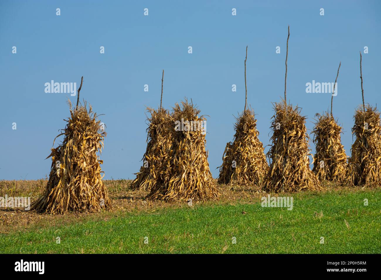 Dry corn stalks golden sheaves in empty grassy field after harvest ...