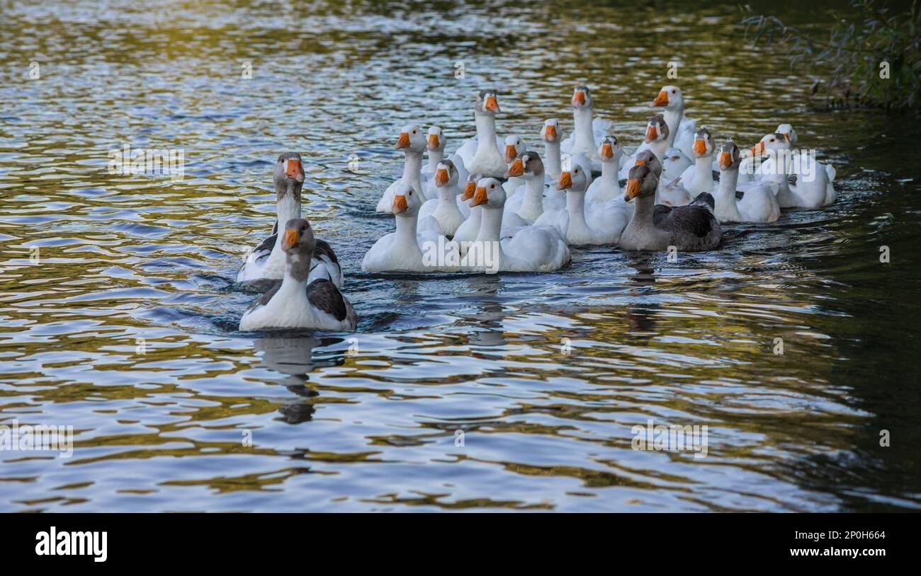 Domestic geese swim in the water. A flock of white beautiful geese in ...