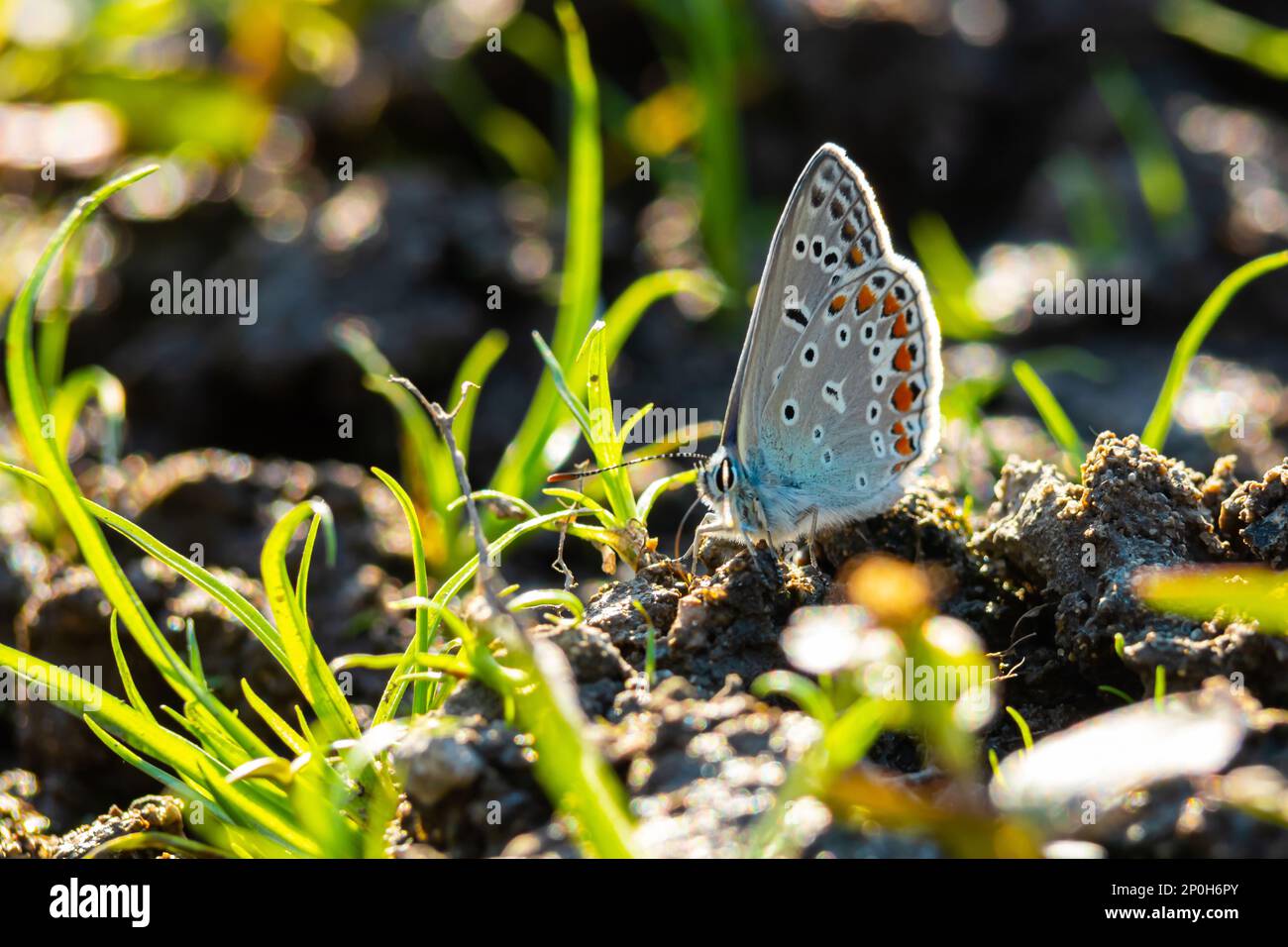 In hot summer day group of butterflies spends time by the river ...