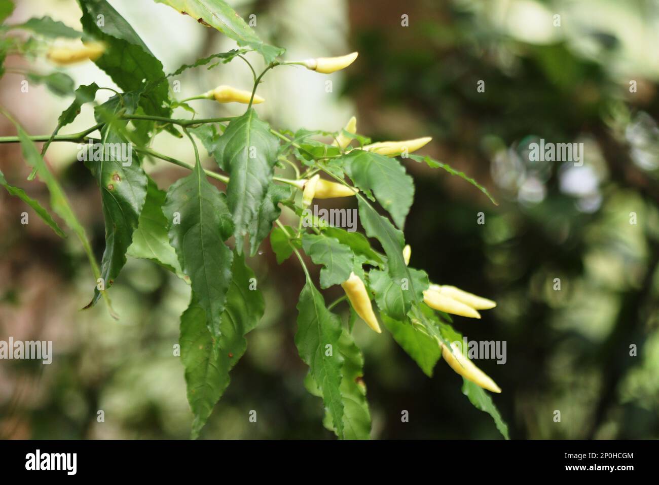Beautiful white chilly on the vegetable garden Stock Photo - Alamy