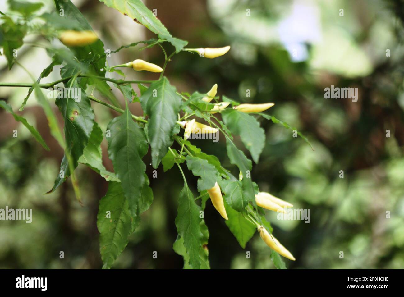 White chilly hi-res stock photography and images - Alamy