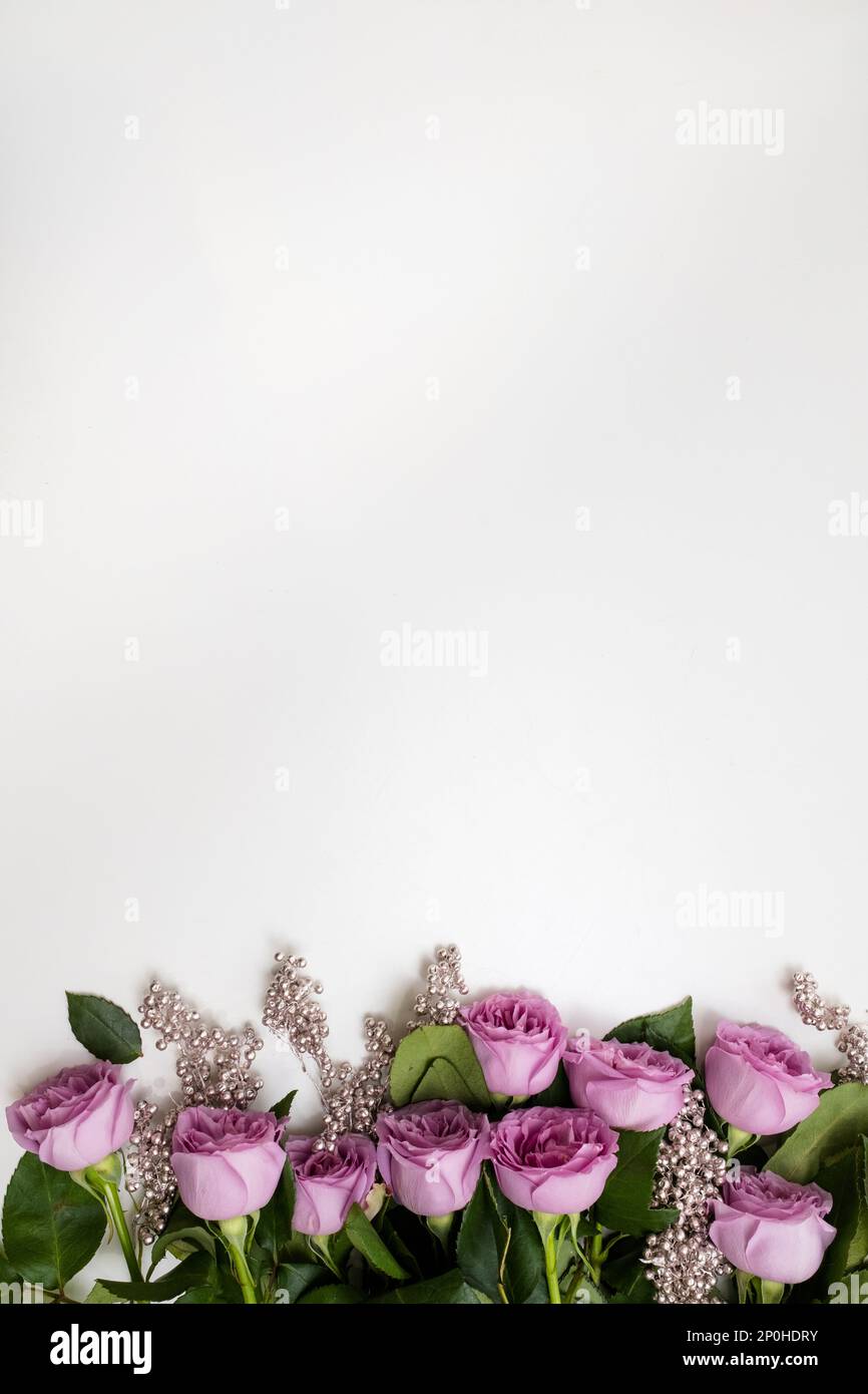 pink roses flower white background elegance Stock Photo - Alamy