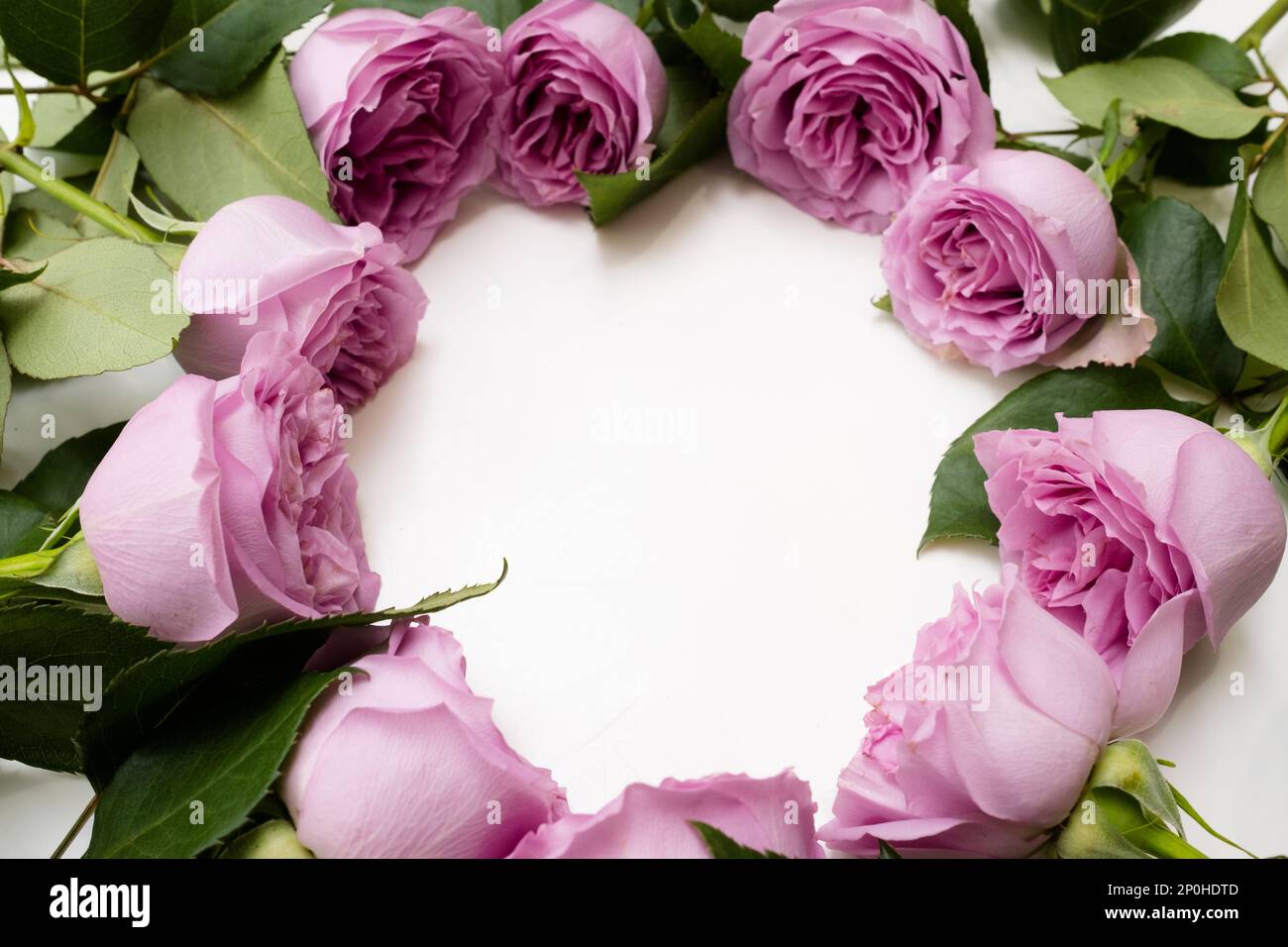 pink roses circle wreath white background romance Stock Photo - Alamy