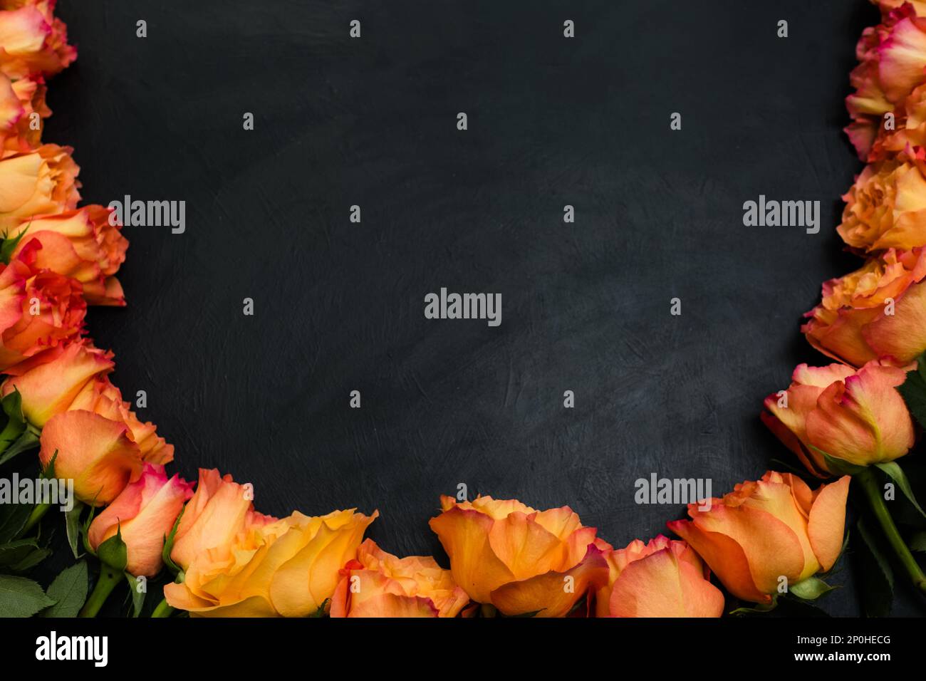 orange red autumn roses dark background Stock Photo - Alamy