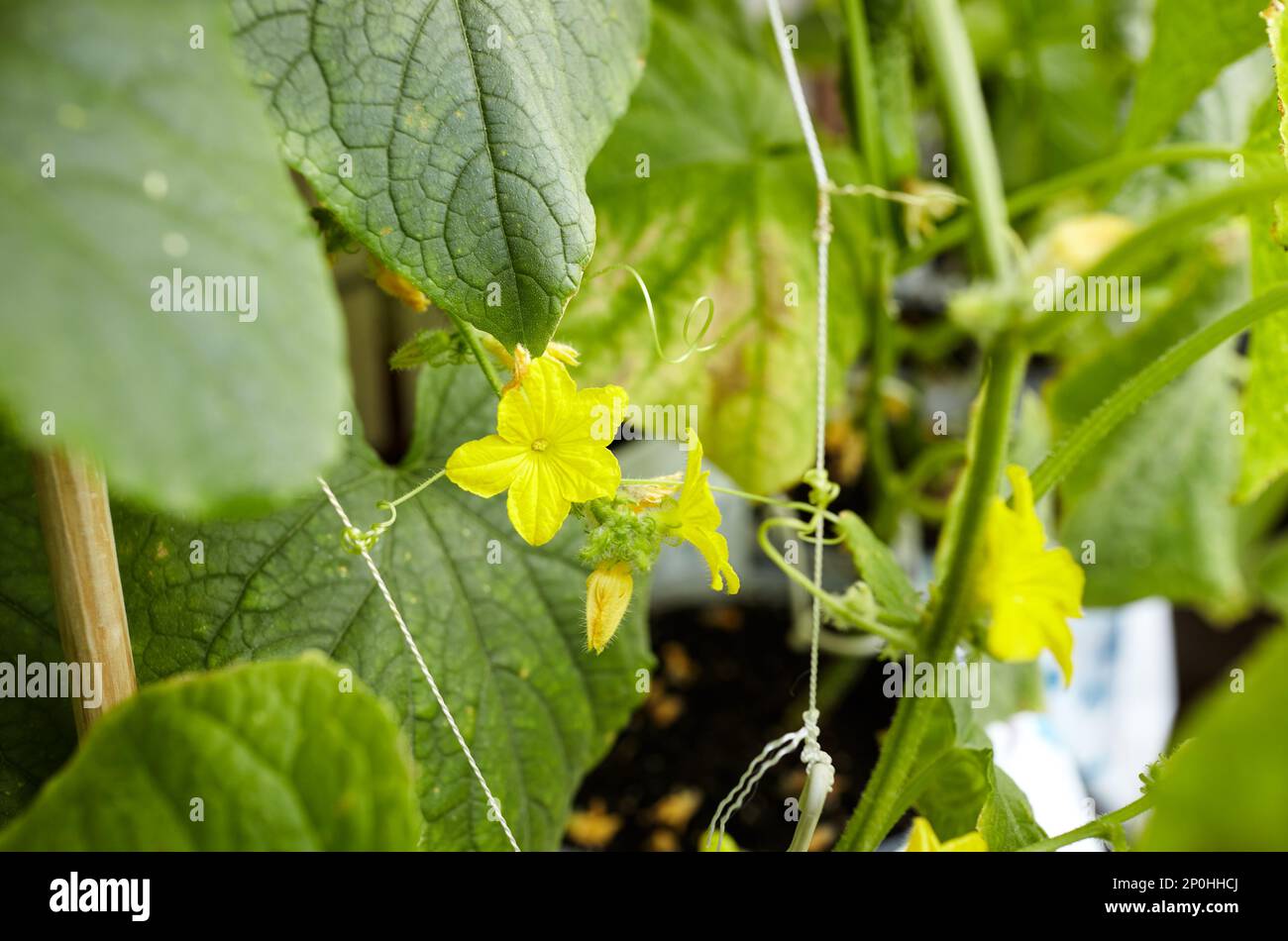 Natural cucumber grows in a greenhouse. Growing fresh vegetables in a ...