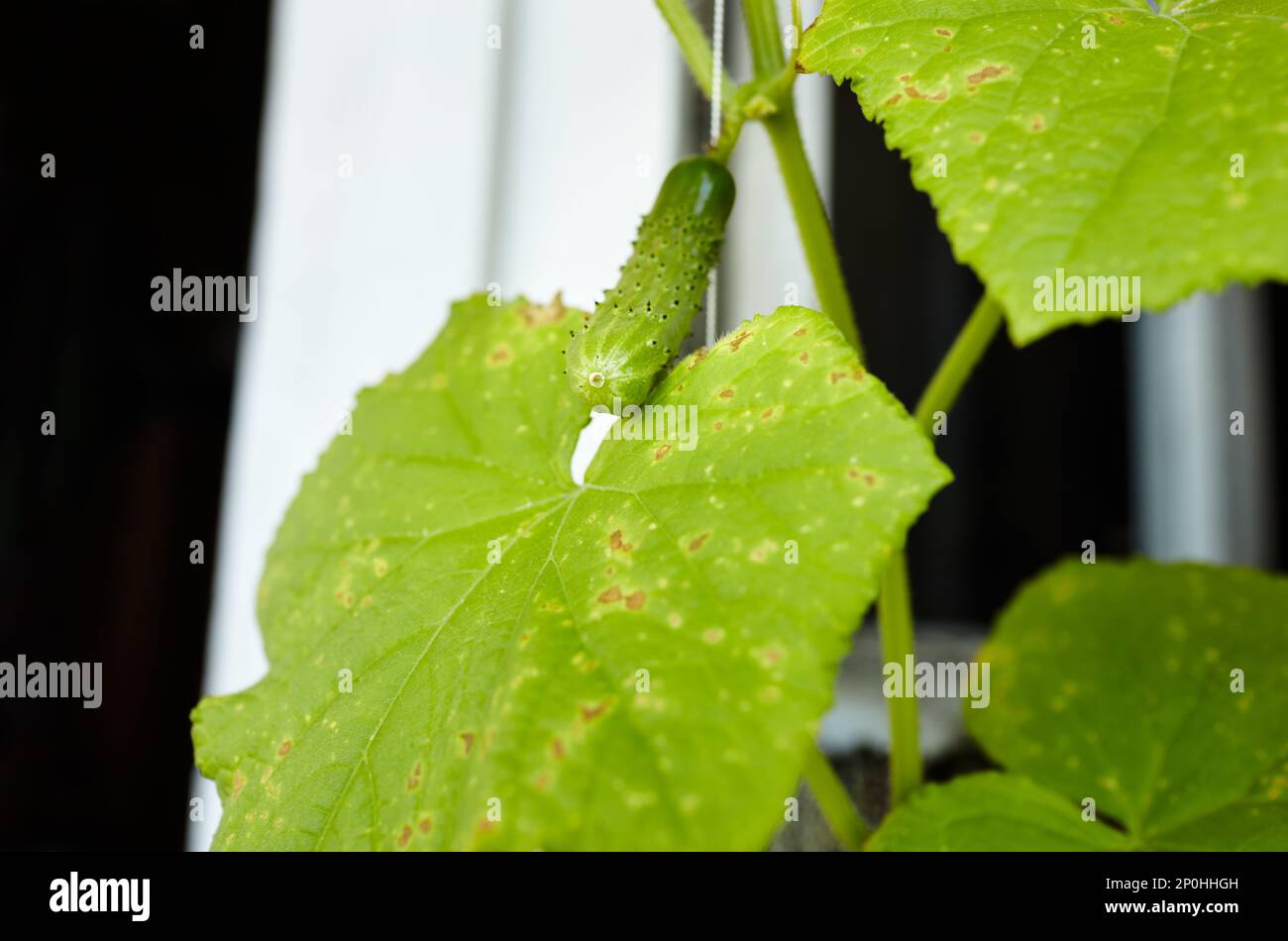 Natural cucumber grows in a greenhouse. Growing fresh vegetables in a ...