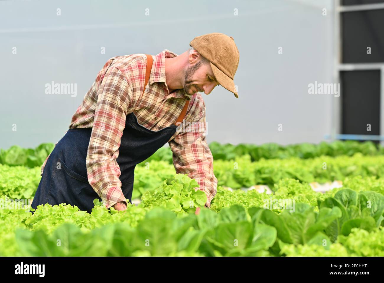 Caucasian male farmer working, arranging, sorting organic vegetables in ...