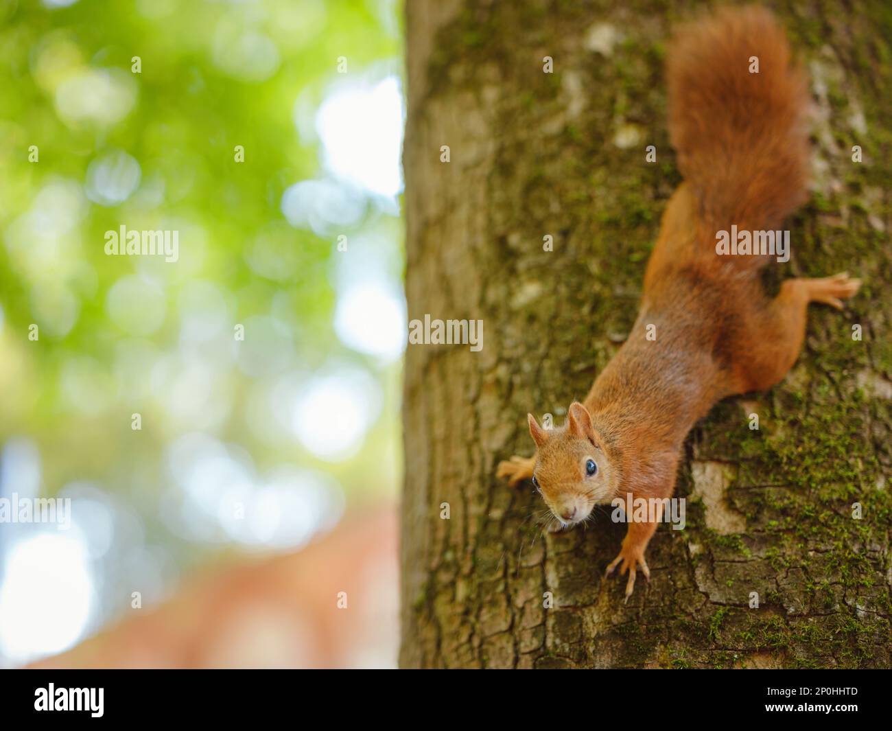 Cute squirrel in a park in Munich, Germany summer travel to Europe ...