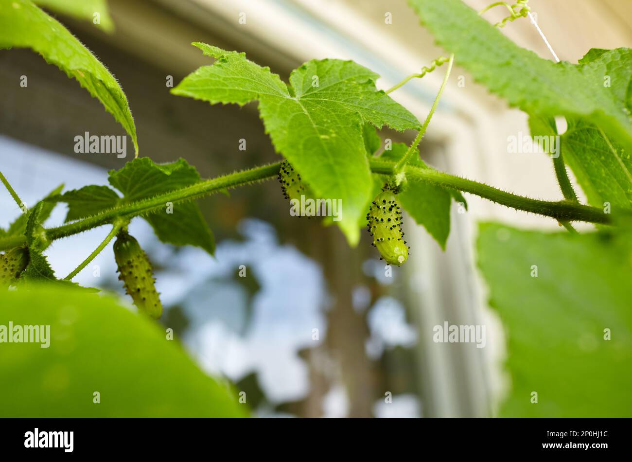 Natural cucumber grows in a greenhouse. Growing fresh vegetables in a ...