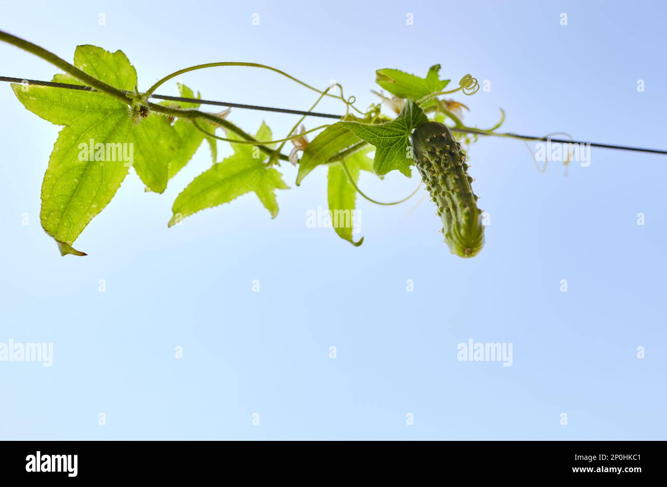 Natural cucumber grows in a greenhouse. Growing fresh vegetables on sky ...
