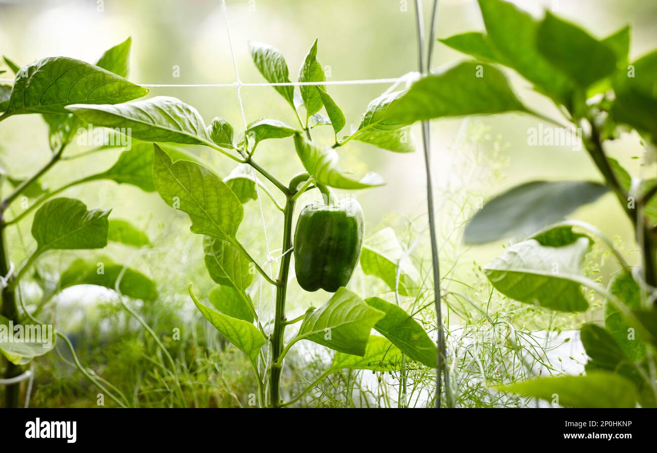 Green peppers grows in a greenhouse. Growing fresh vegetables at farm Stock Photo - Alamy