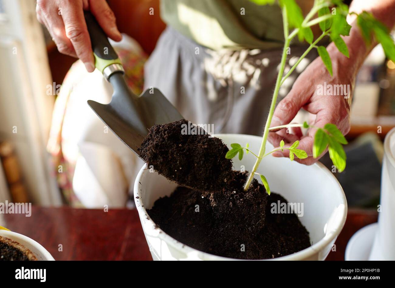 Old man gardening in home greenhouse. Men's hands planting tomato ...