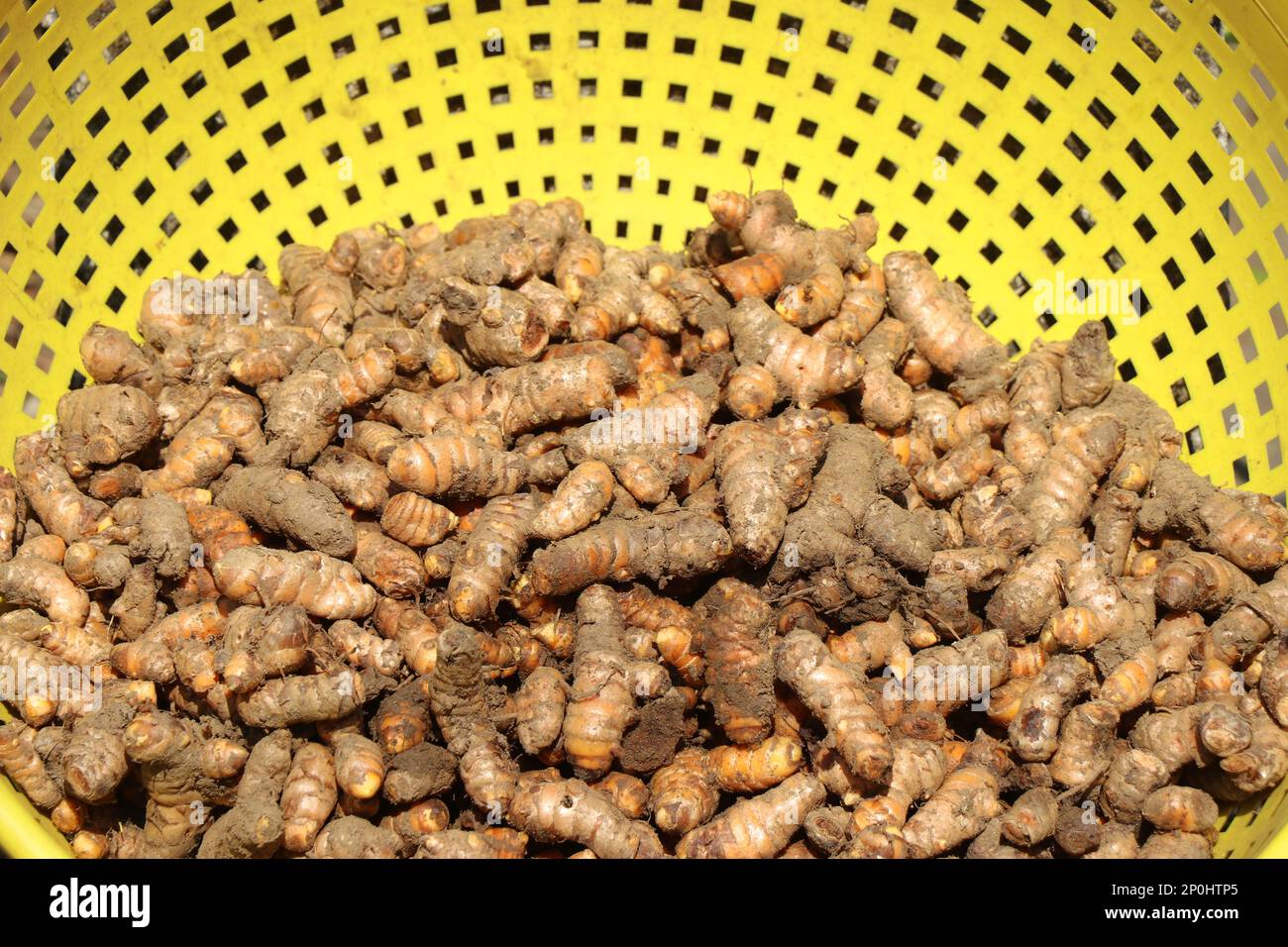 Fresh Organic turmeric roots in a basket for sundry. Turmeric root are ...
