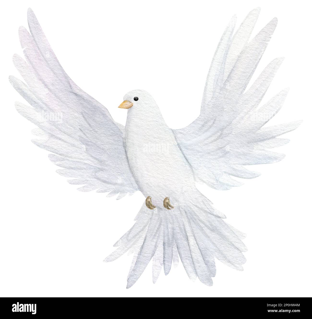 Watercolor white dove. Hand drawn watercolor illustration. decorative ...