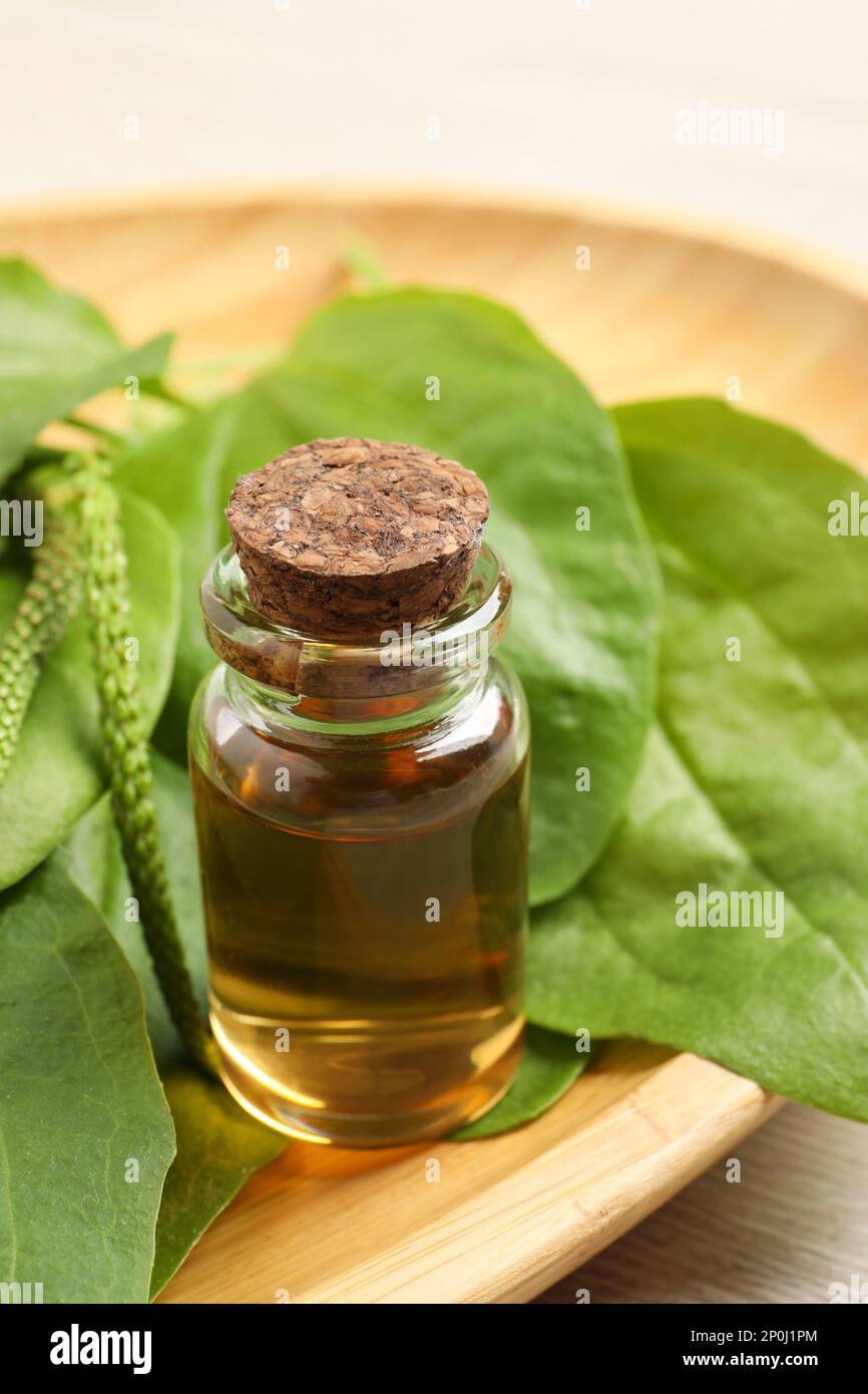 Bottle of broadleaf plantain extract and leaves on wooden plate ...