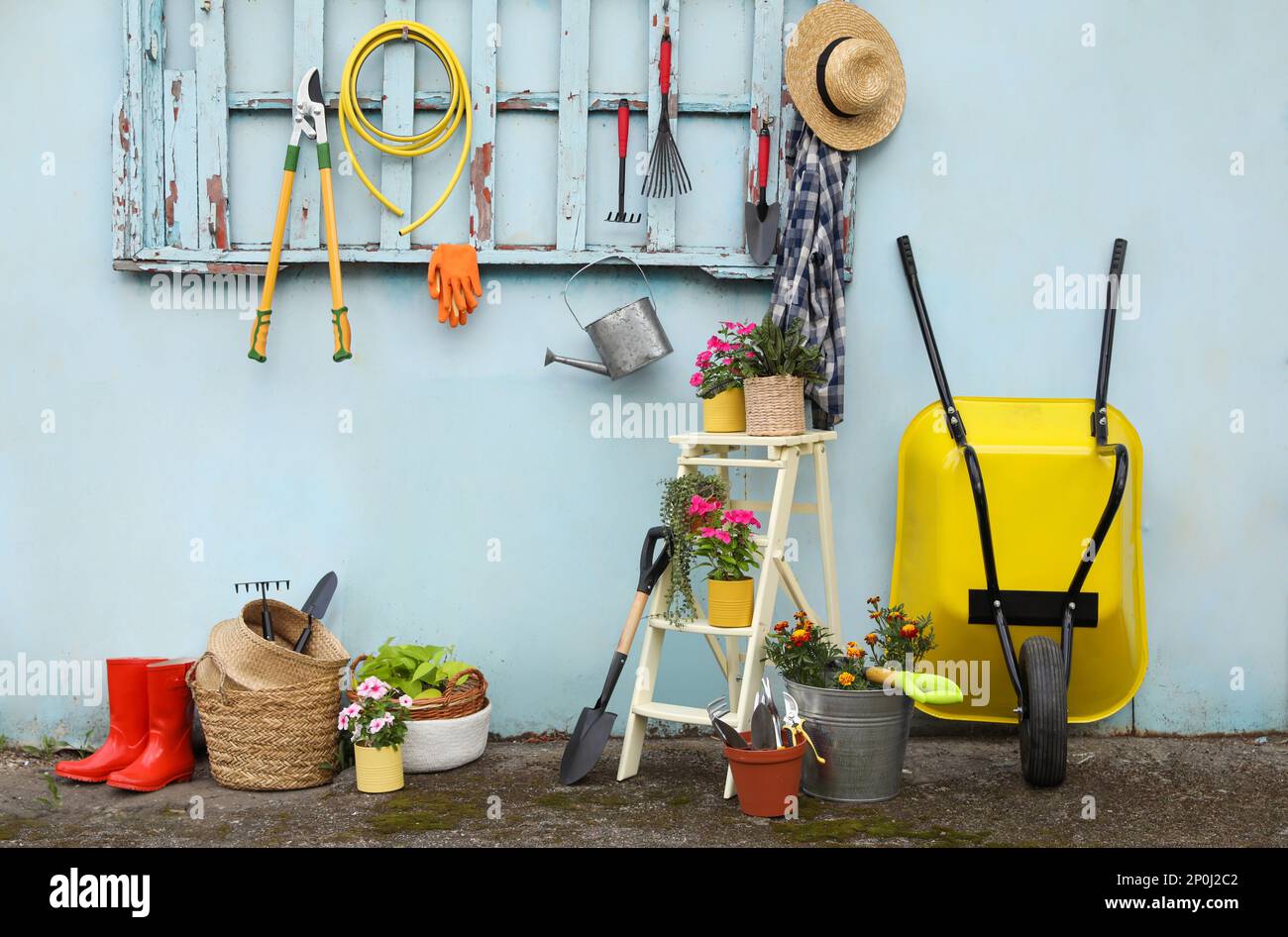 Beautiful plants, gardening tools and accessories near shed outdoors ...