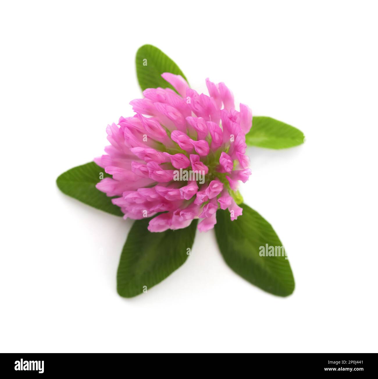 Beautiful blooming clover flower with green leaves on white background ...
