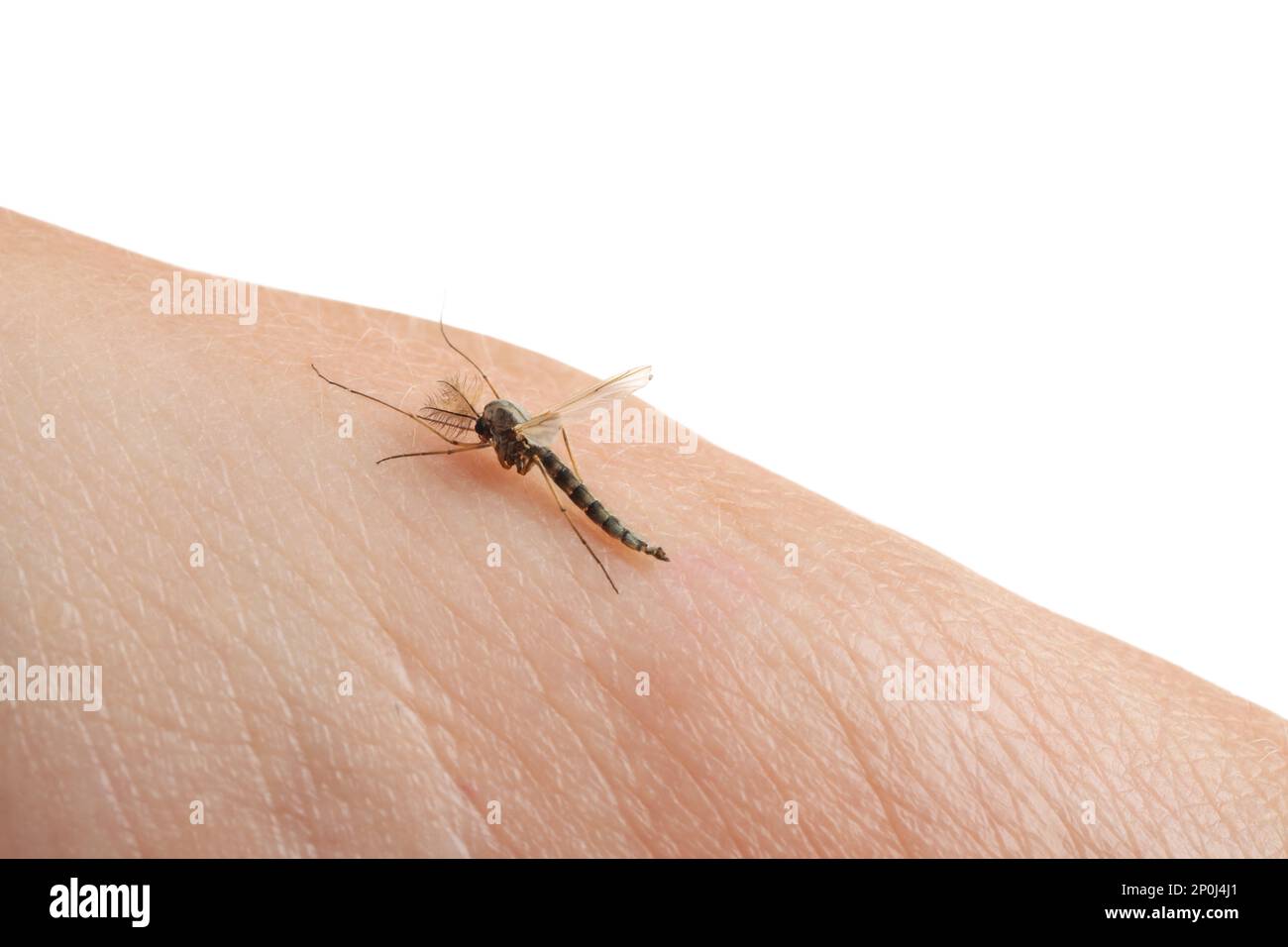 Mosquito on human's skin against white background, closeup Stock Photo ...