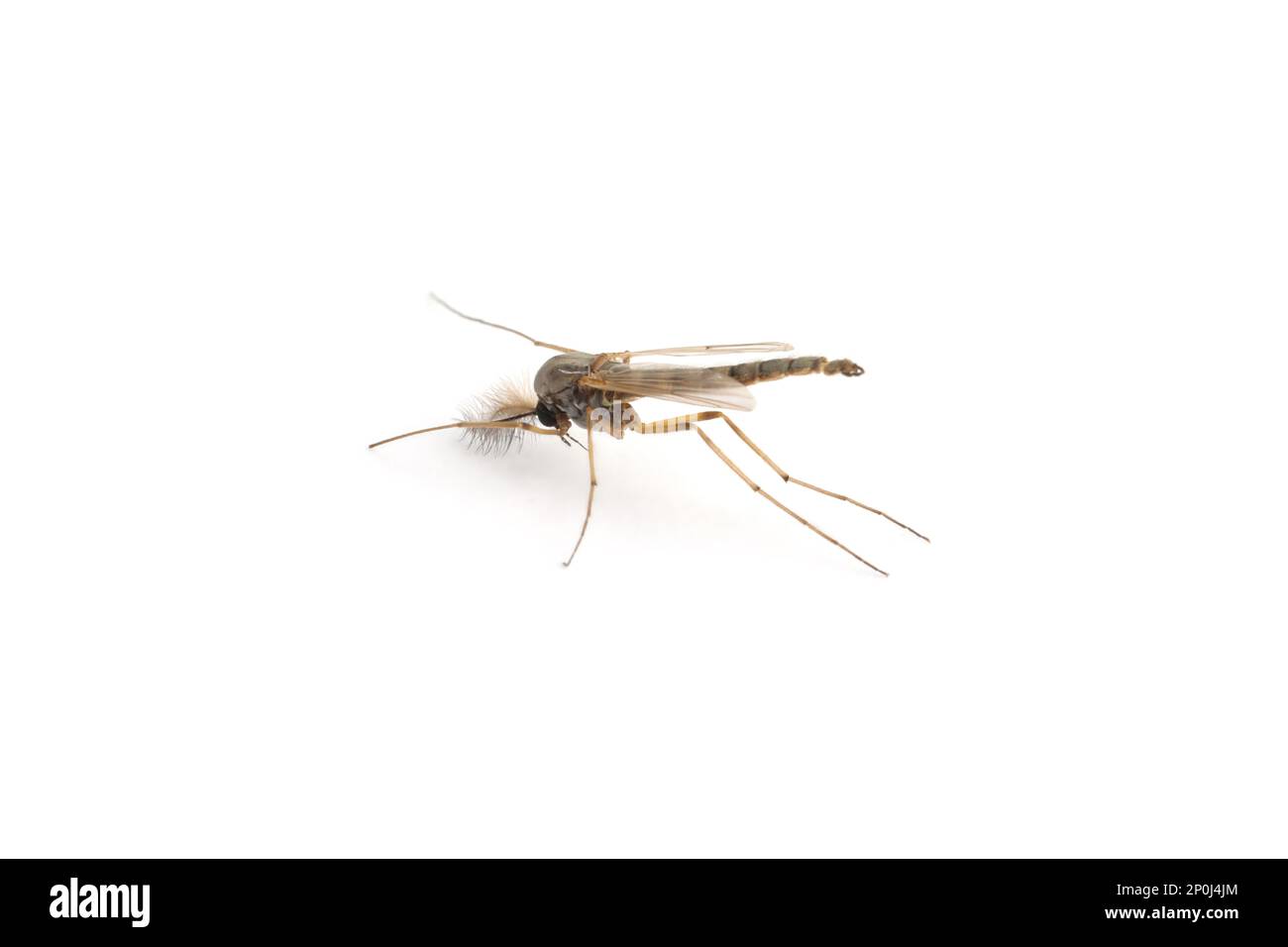 Closeup view of mosquito on white background Stock Photo - Alamy