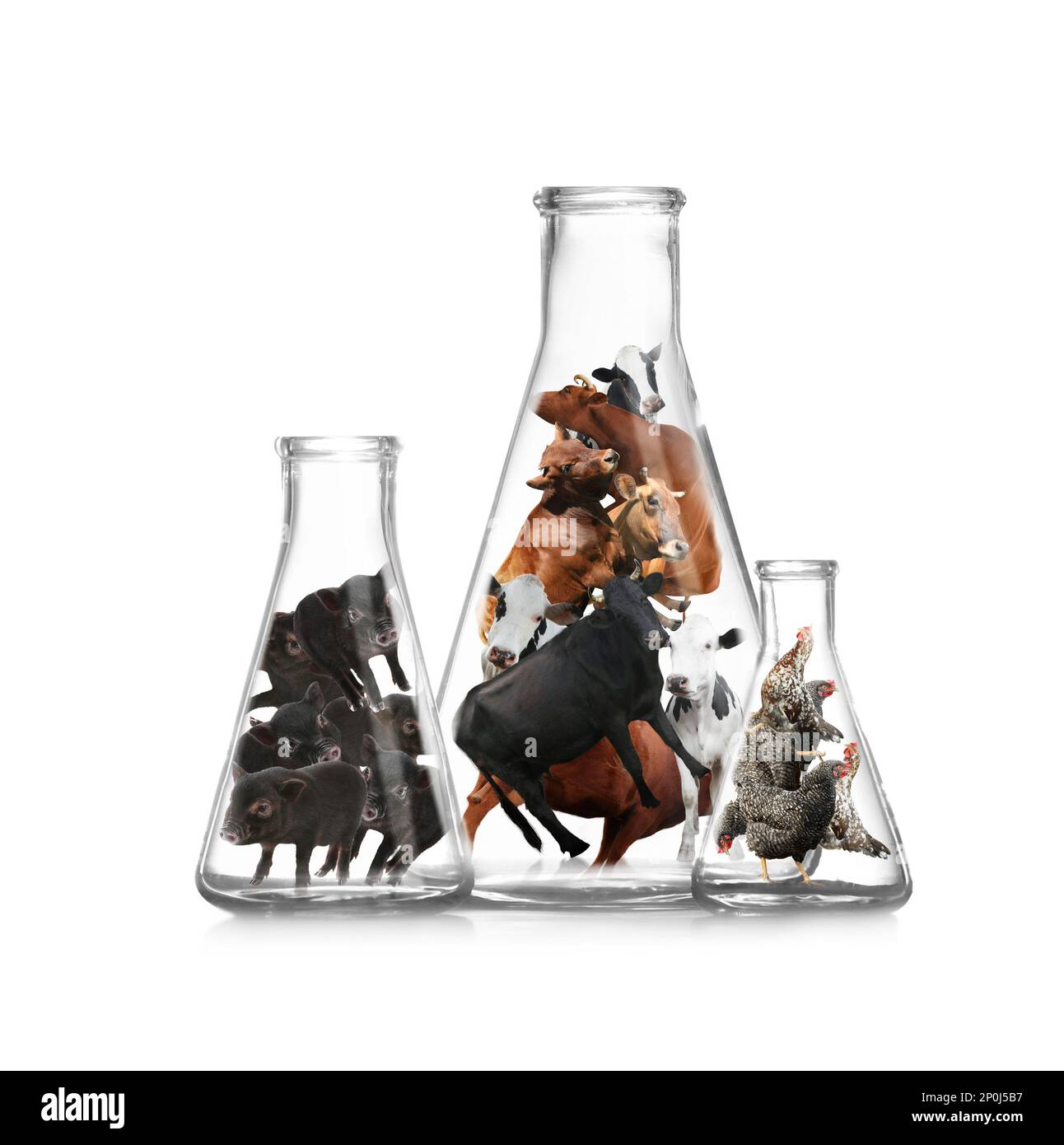 Small cows, pigs and chickens in laboratory flasks on white background ...