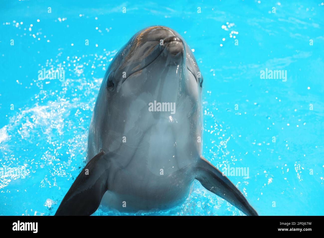 Dolphin swimming in pool at marine mammal park Stock Photo - Alamy