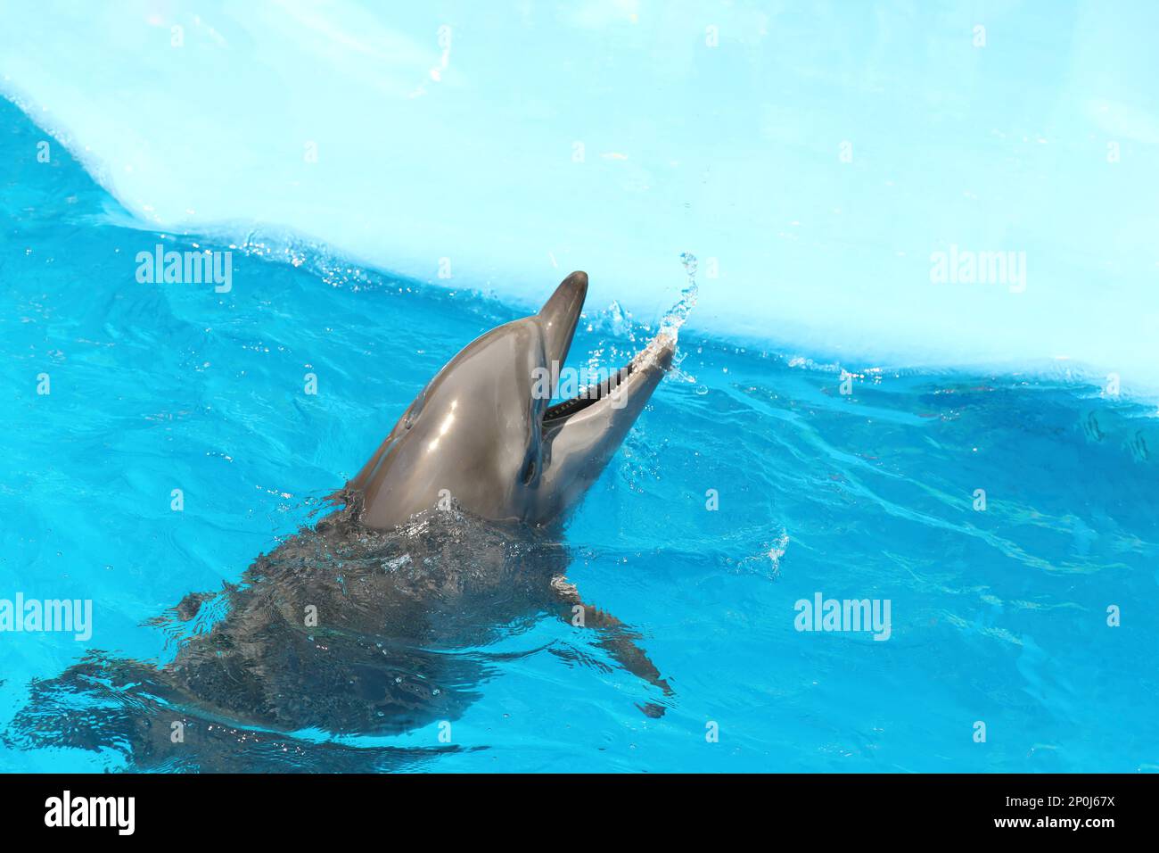 Dolphin swimming in pool at marine mammal park Stock Photo - Alamy